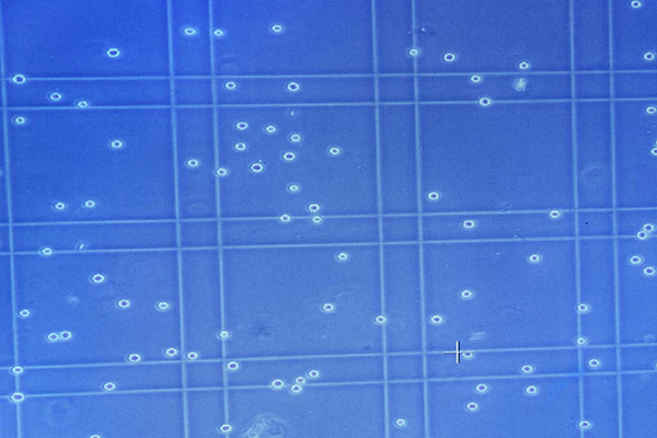 Cell Counting Method Considering Cell Type Precision And Accuracy